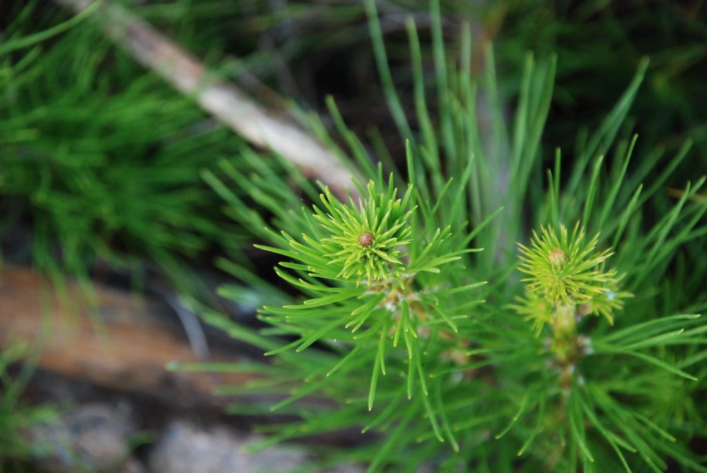 Remembering the 1983 Ash Wednesday bushfires | ForestrySA