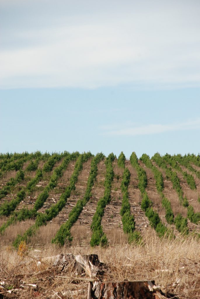 Maps | ForestrySA
