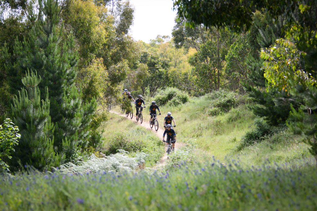 Cudlee Creek Forest Trails Fire Recovery Strategy | ForestrySA