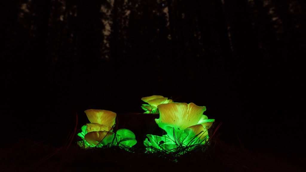 Ghost mushrooms | ForestrySA