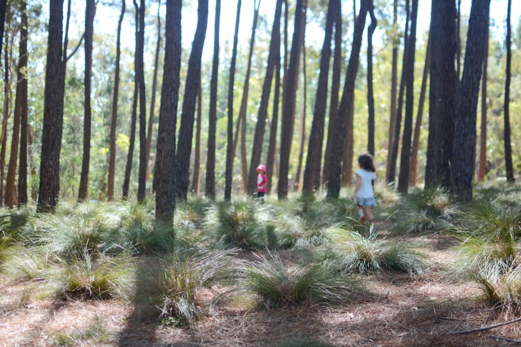 Kuitpo Forest | ForestrySA