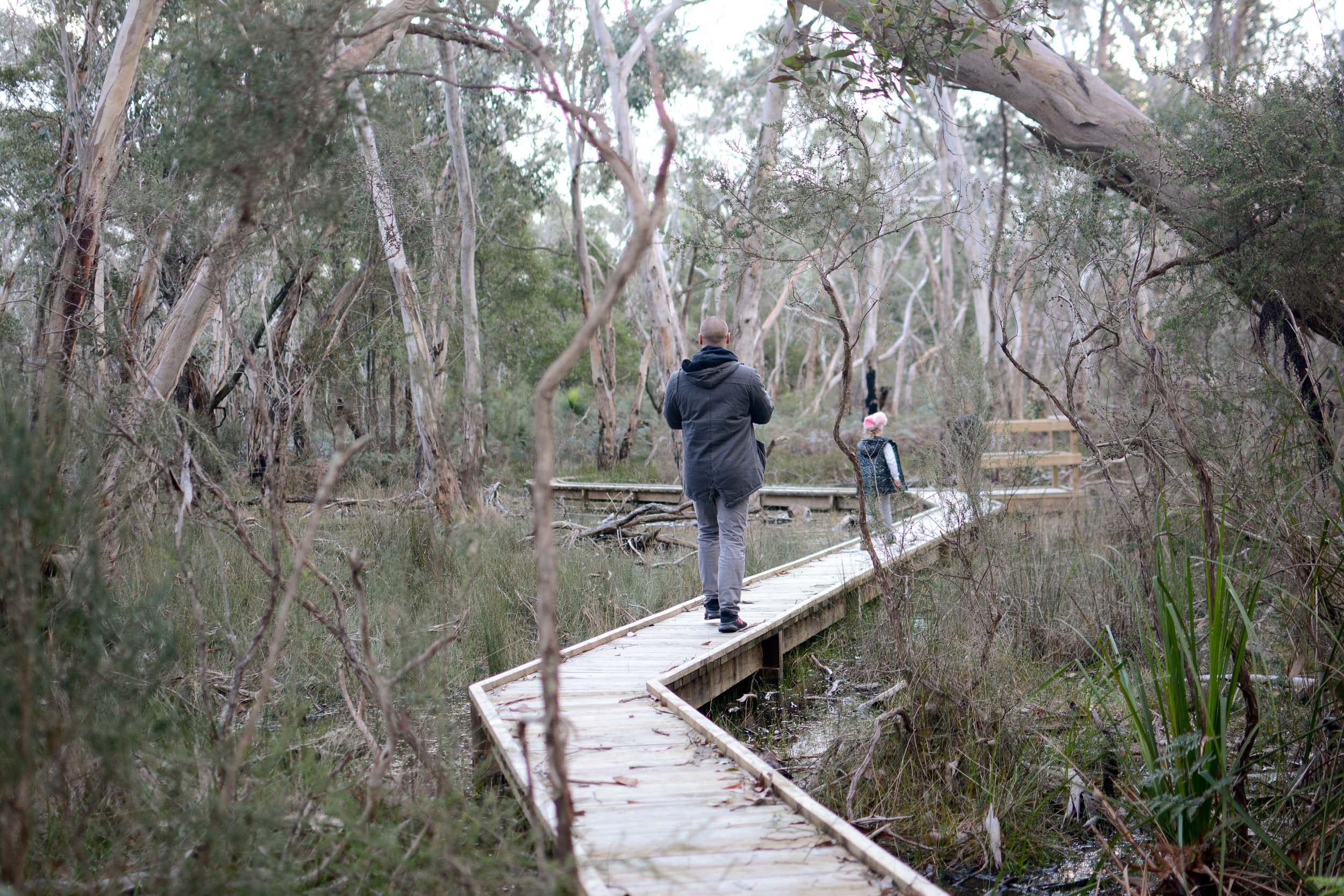 Green Triangle Forest (Limestone Coast) | ForestrySA