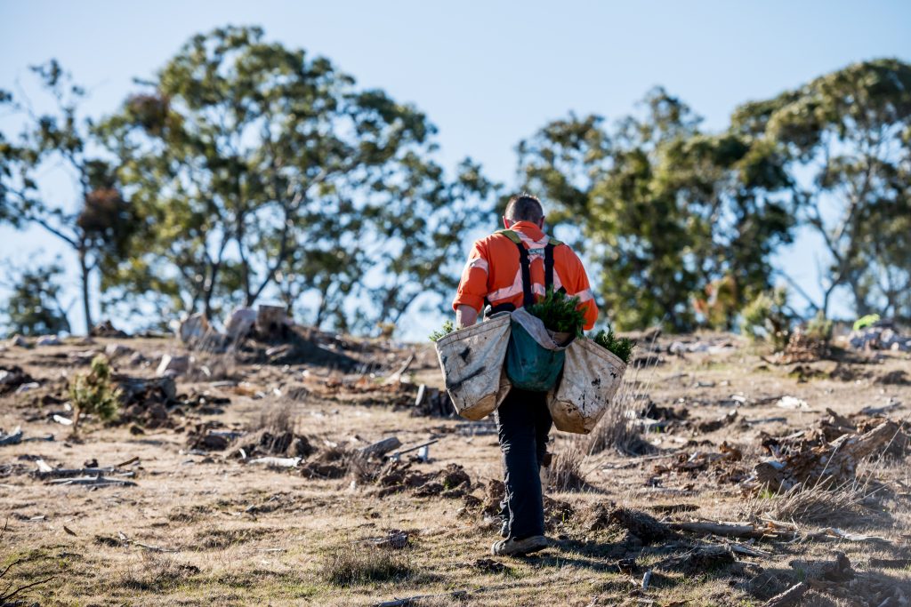 Planting operations underway across Mount Lofty Ranges forest estate ...