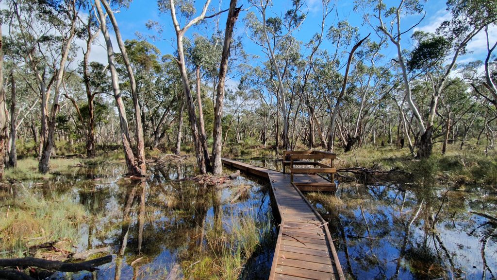 Honan Mint Trails | ForestrySA