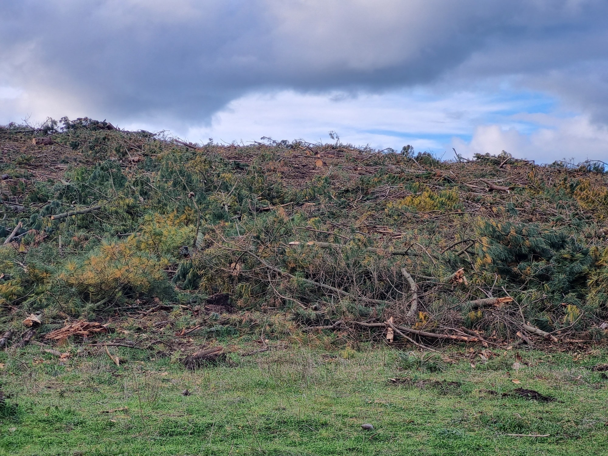 Wanted: Sustainable solutions for forest residue material | ForestrySA